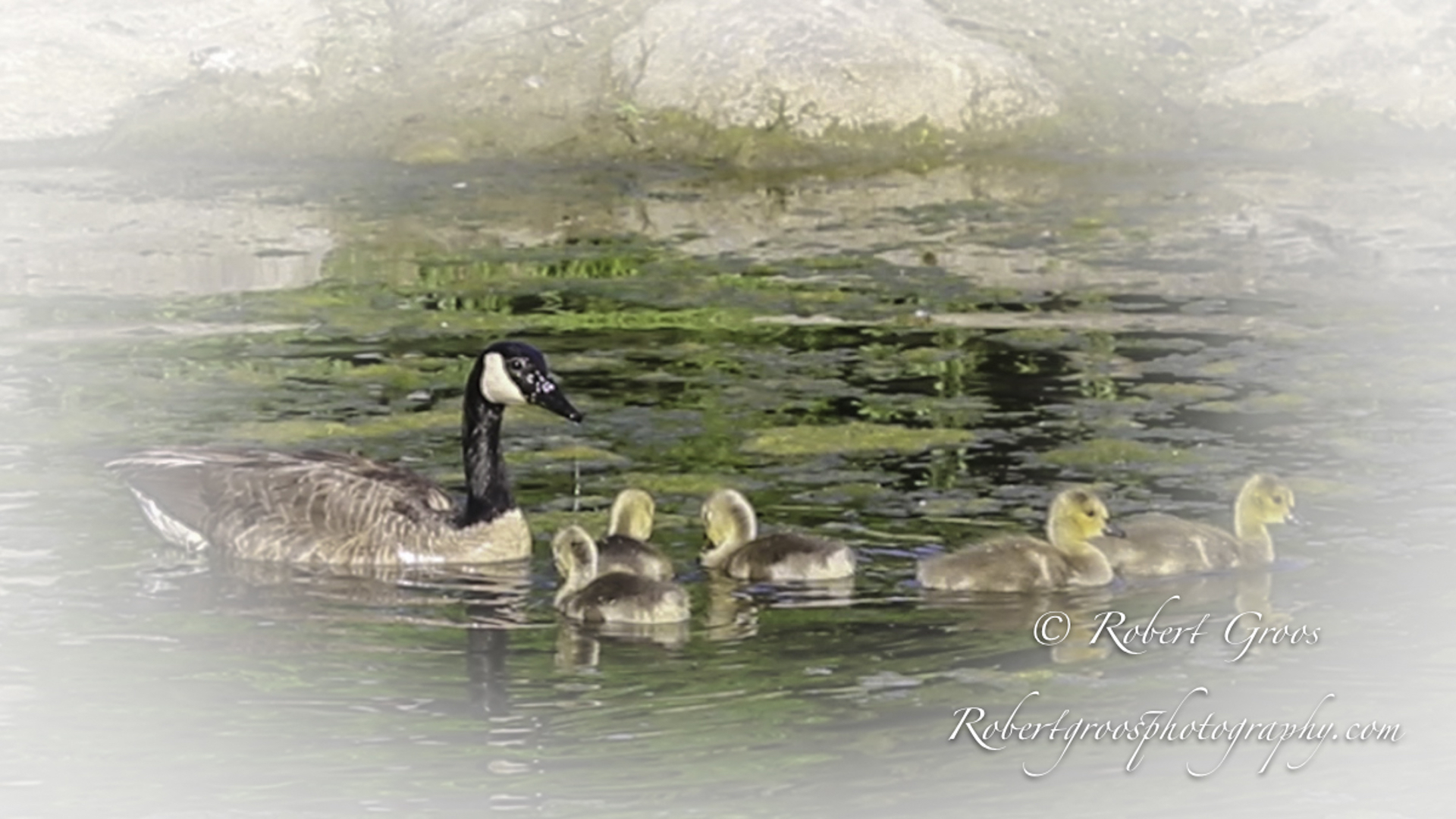 YLP Community News-Archive | Yosemite Lakes Park